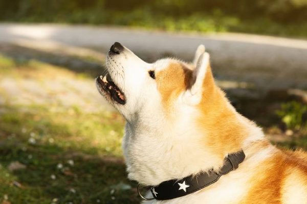 Homes Alive Pets – Official Reviews